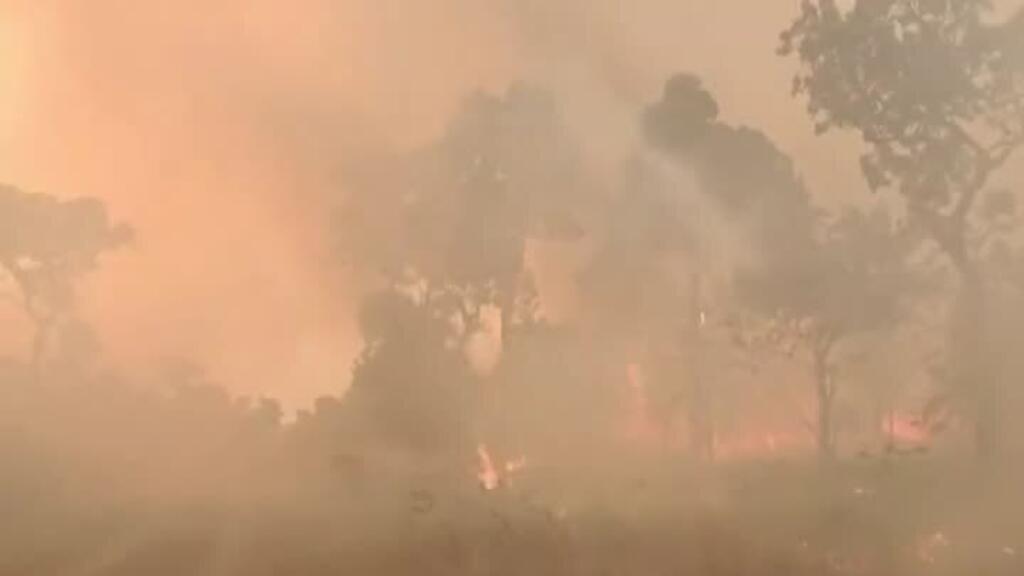Brasil: incendios forestales han arrasado miles de hectáreas de la ...