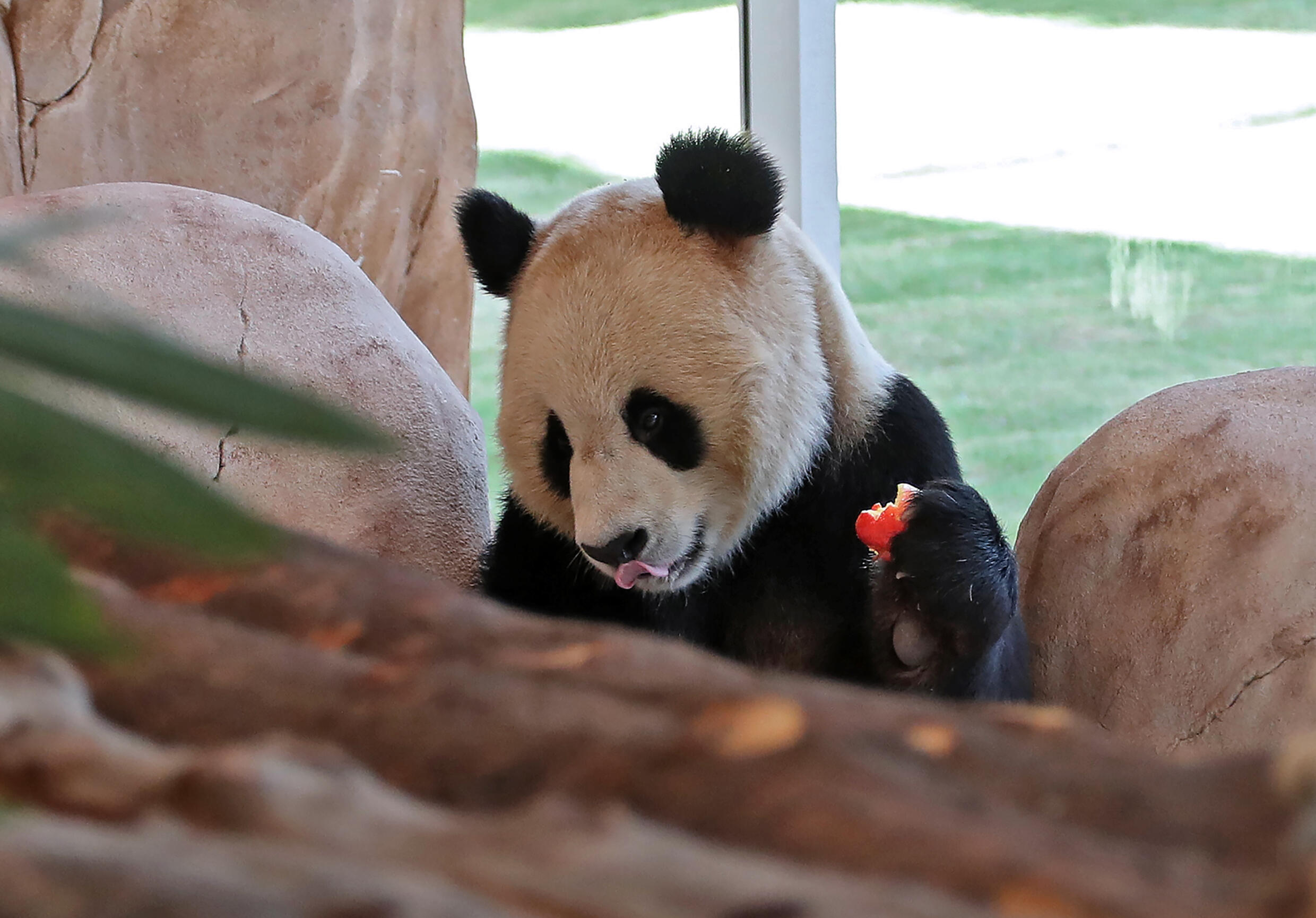 Qatar gets the Middle East's first pandas