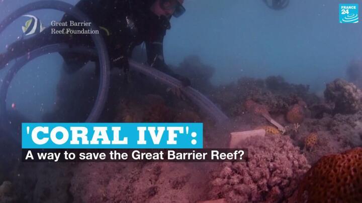 ‘Coral IVF’: A way to save the Great Barrier Reef?