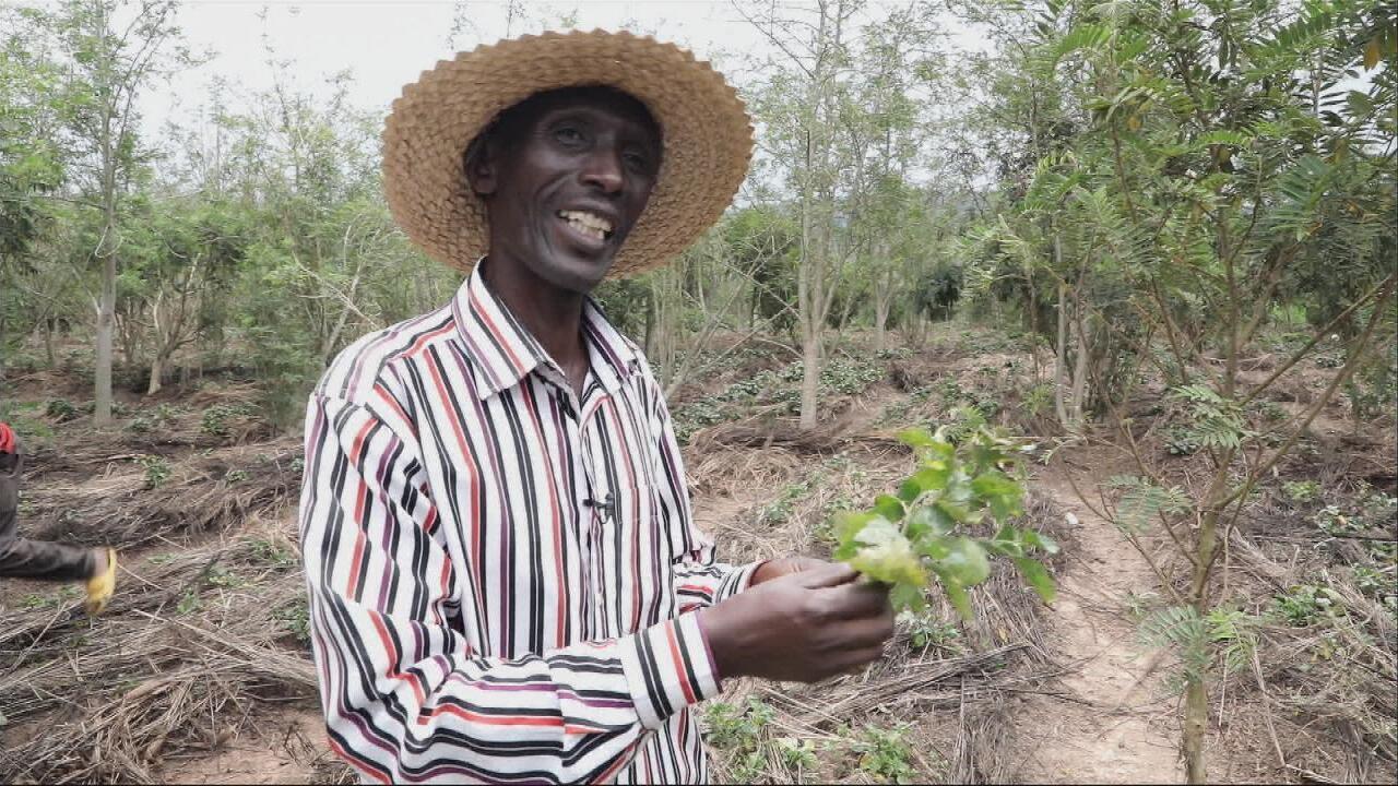 Rwandan essential oils: A booming export trade - Focus