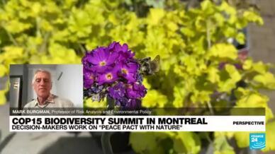 Alison SARGENT - France 24