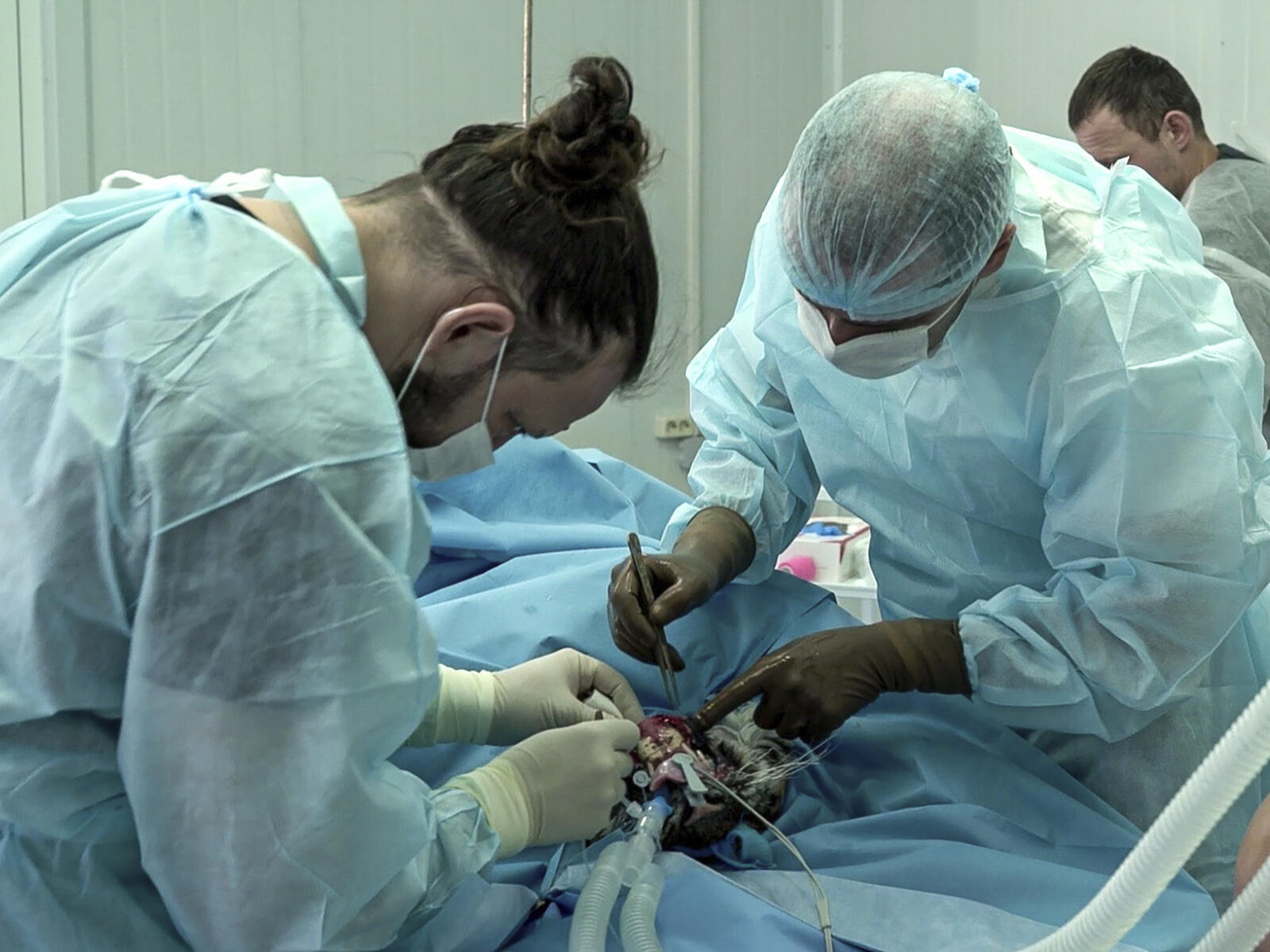 Russian baby tiger fights for life after frostbite, surgery