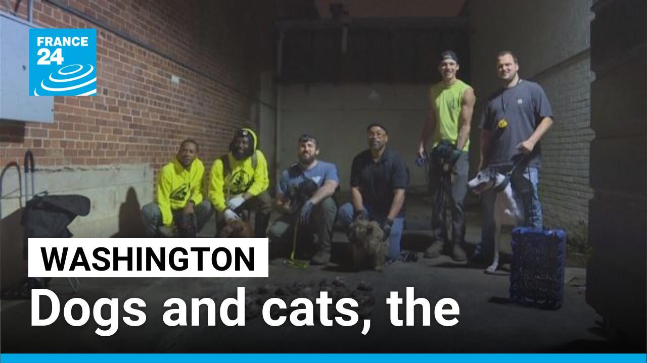 Dogs and cats: Washington, DC’s ‘new’ cure for rats - France 24