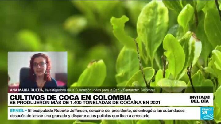¿A qué factores responde el incremento de los cultivos de coca en Colombia? - France 24