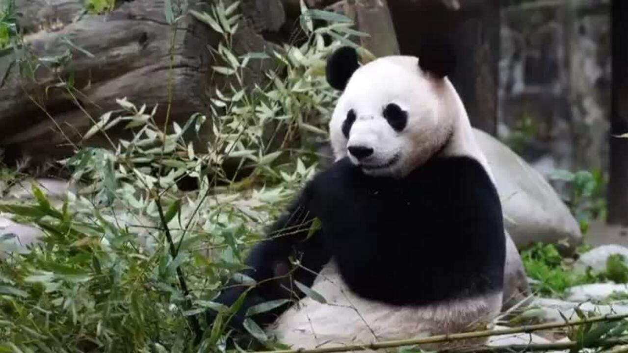 Panda economy: China's Chengdu region sees tourism boom - France 24