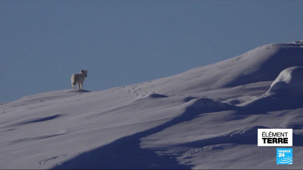 Le renard polaire fait son retour dans le Grand Nord - Élément Terre ...