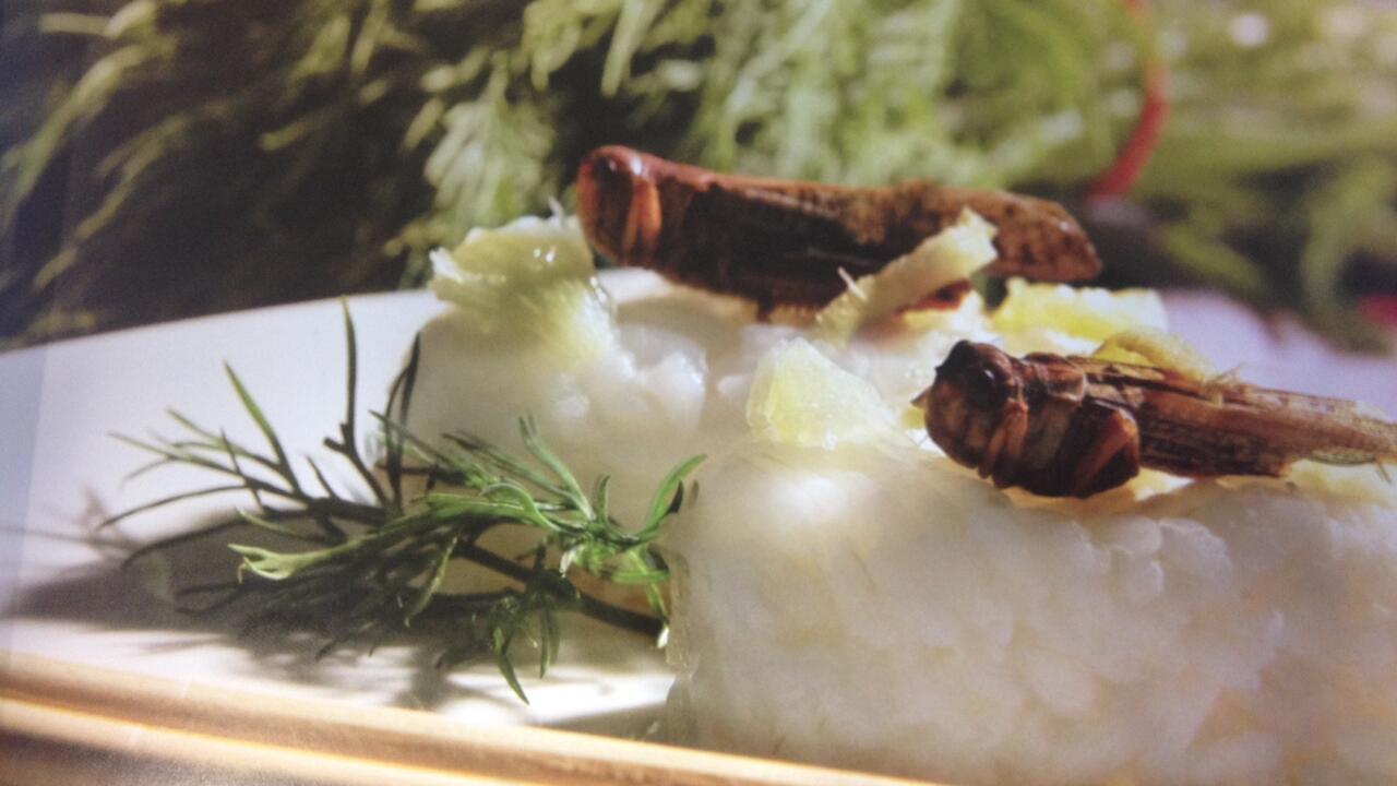 Coocking with insects - Lifestyles