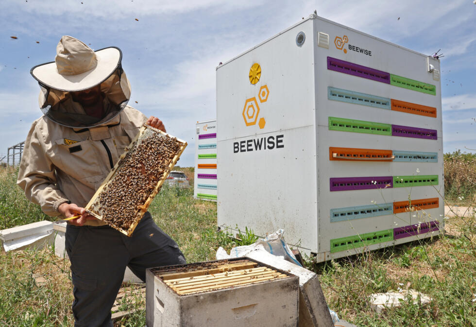 Robot hives in Israel kibbutz hope to keep bees buzzing