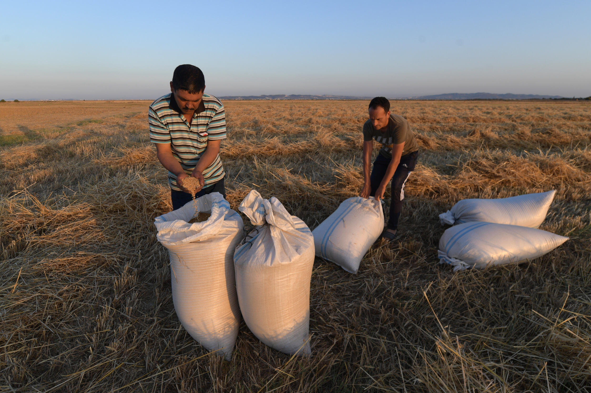 Tunisia struggles to grow more wheat as Ukraine war bites