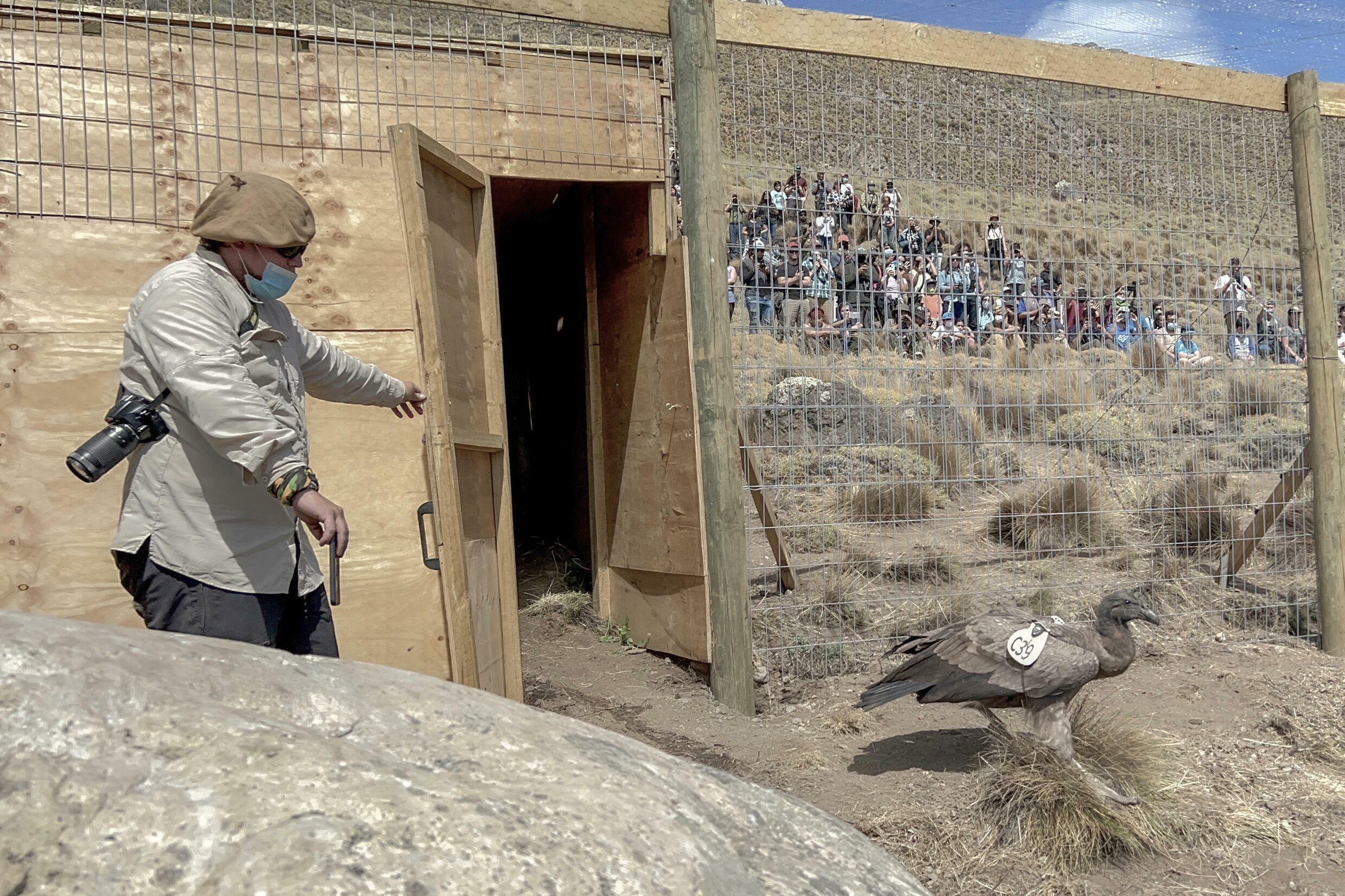 Rescued condors spread wings in Chilean Andes