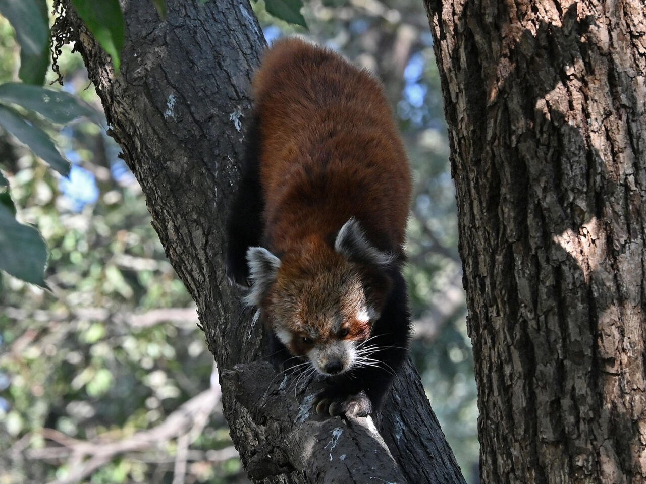 Pandas Roux Amoureux