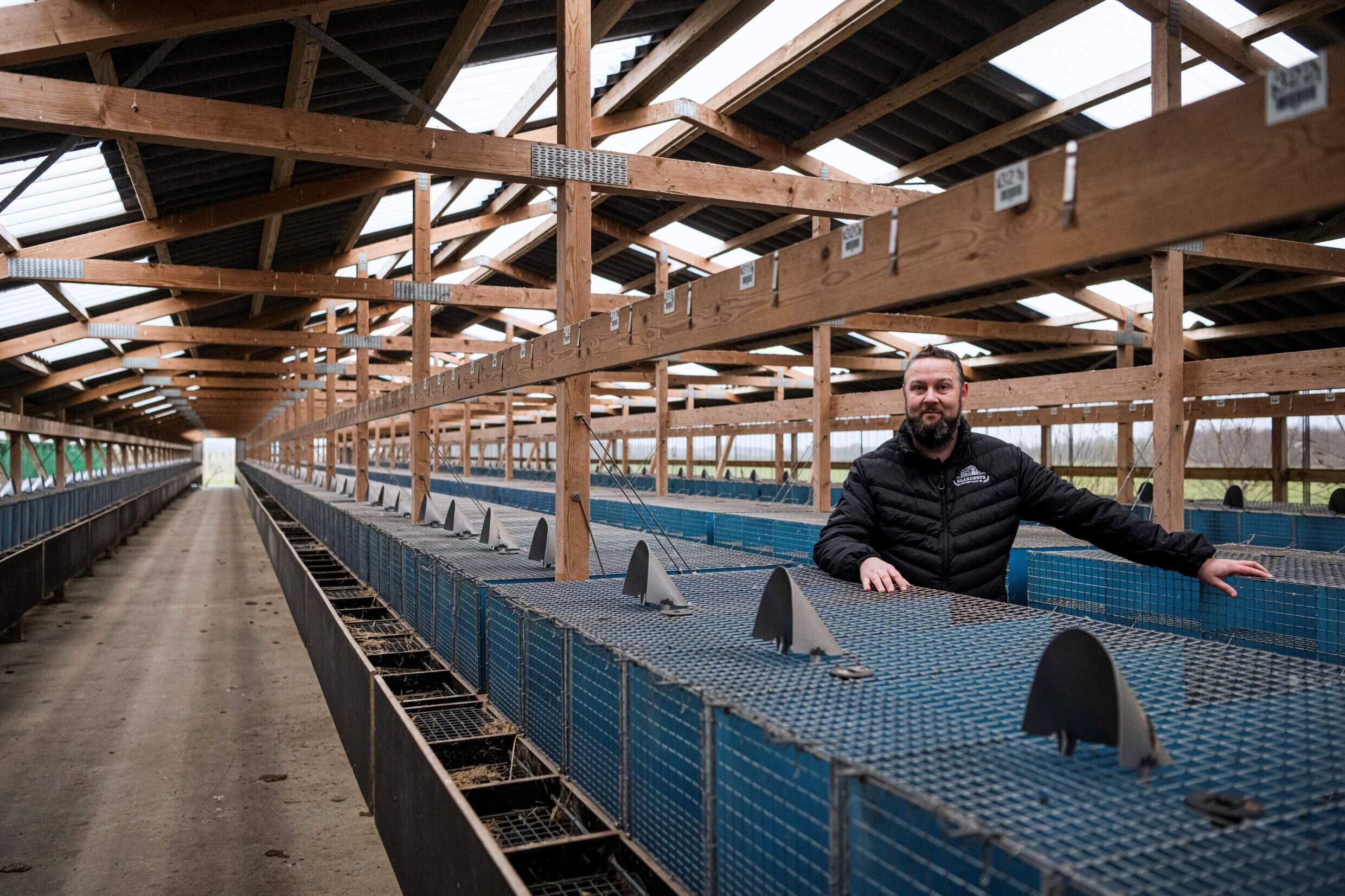 After Covid cull, Danish mink farmers find new careers