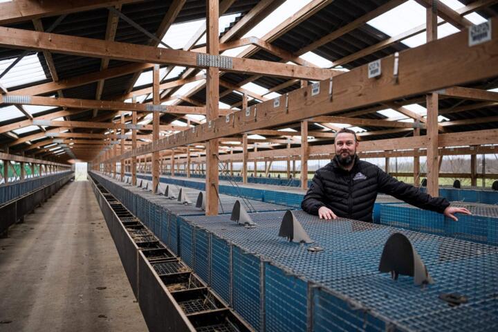 After Covid cull, Danish mink farmers find new careers