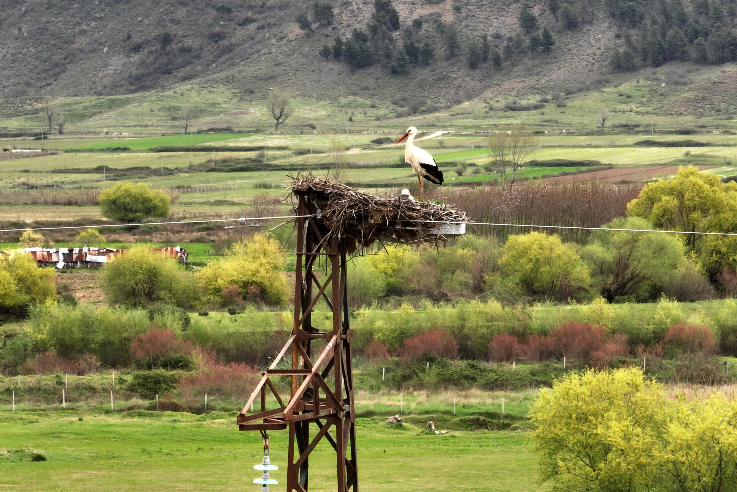 Rising temperatures upend migratory bird habitats in Albania