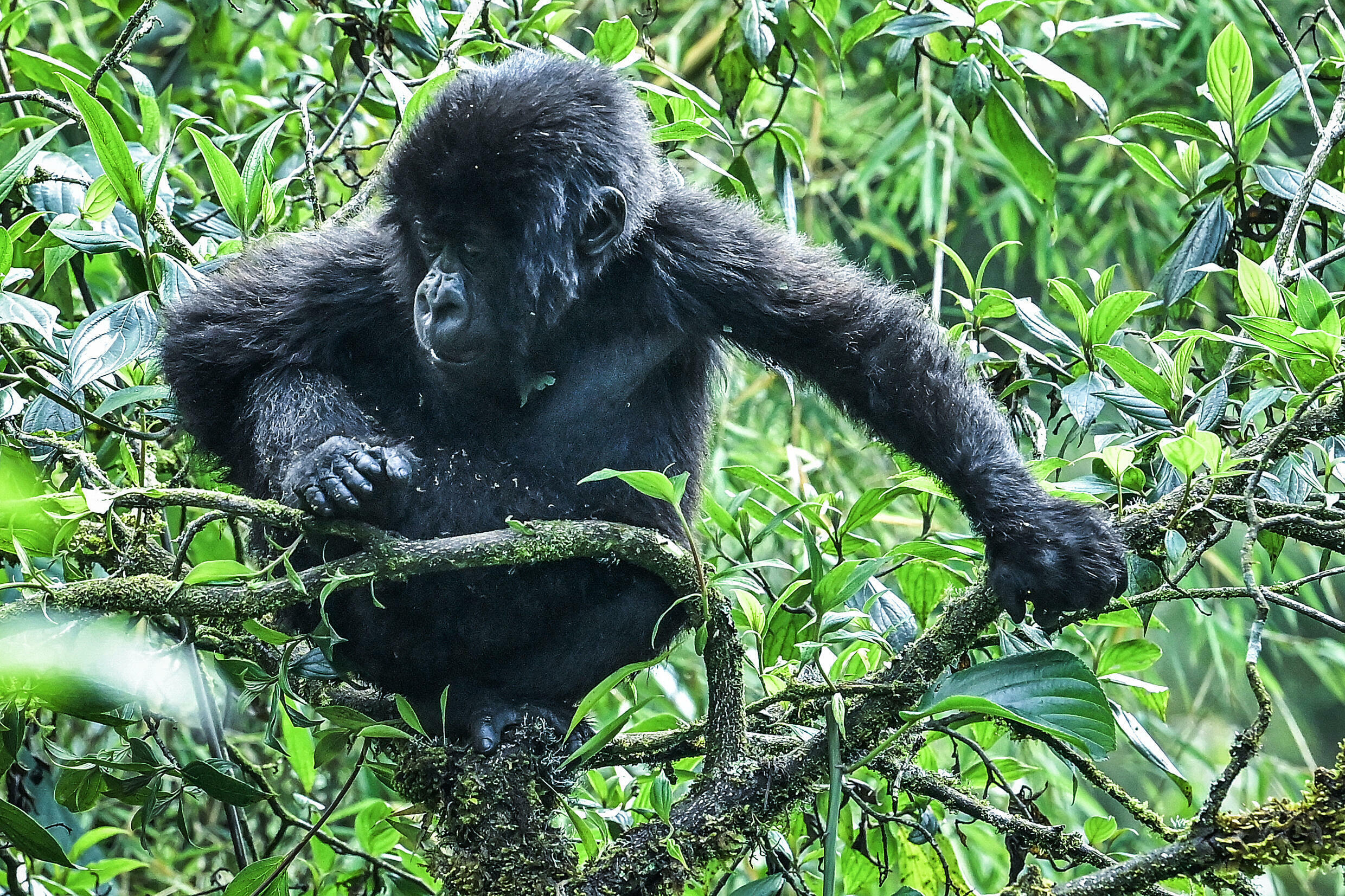 Too many gorillas? The great apes' hunt for space in Rwanda