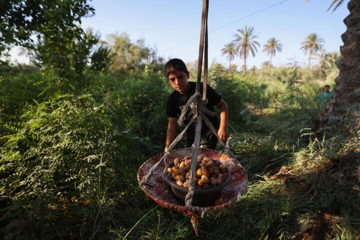 Iraqi date farmers fight drought to protect national treasure