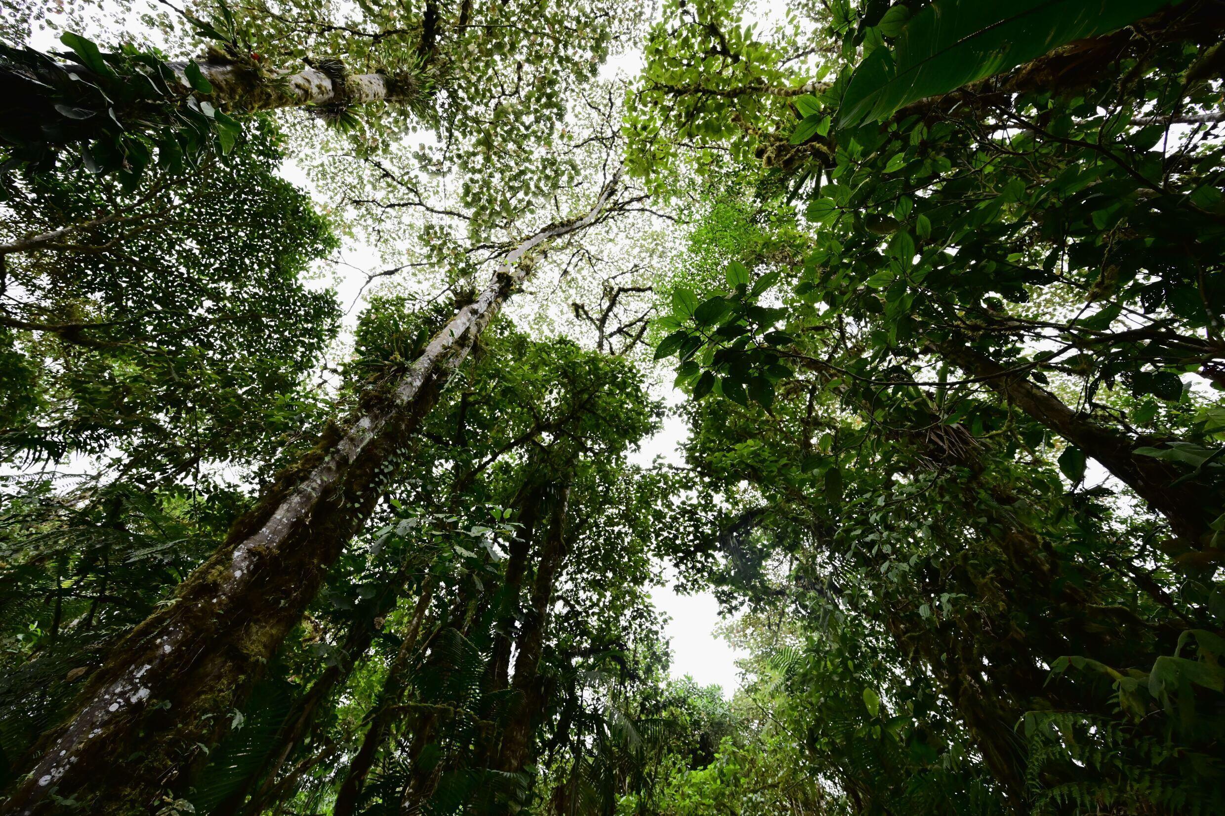 Activists seek clarity over mining ban in Ecuador forest reserve