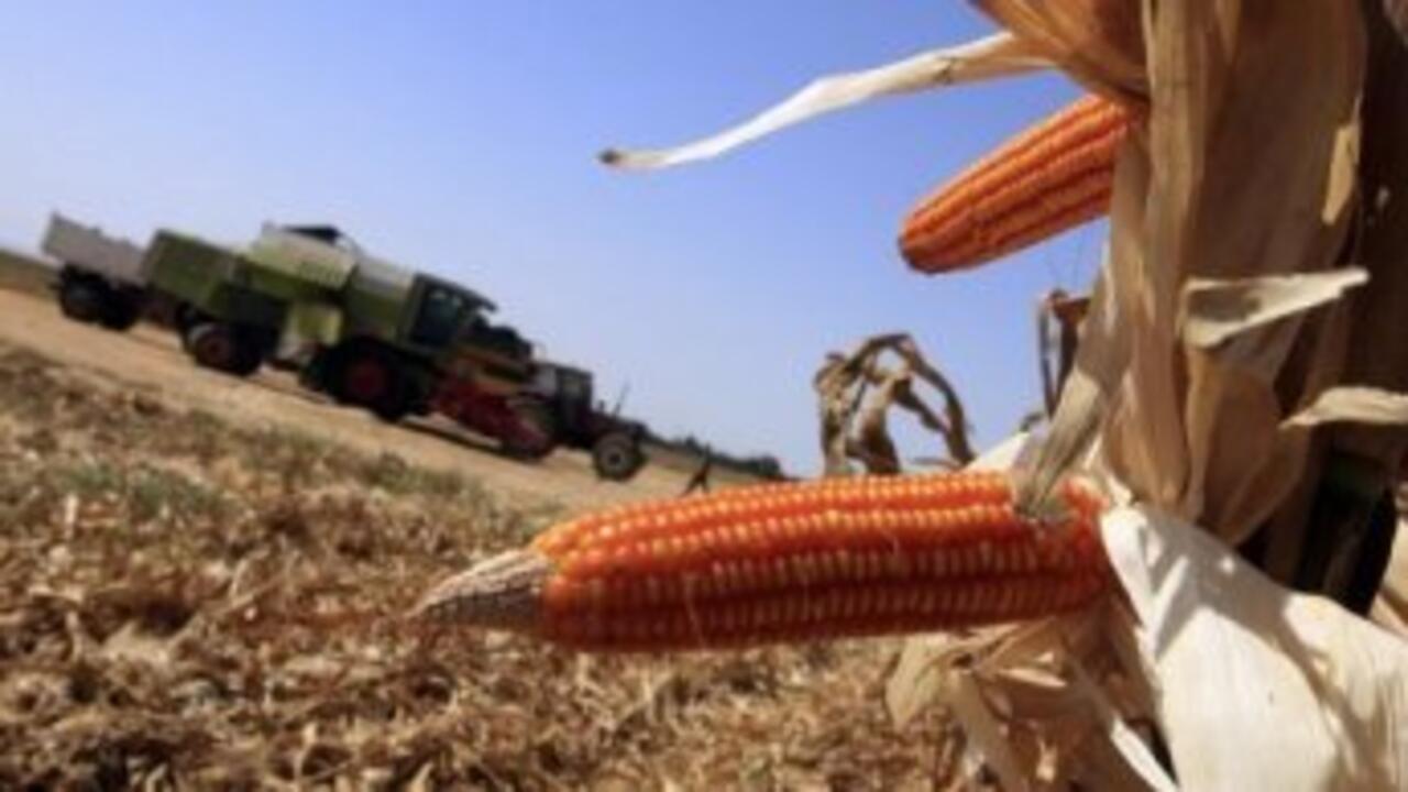 France to probe study linking GM corn to cancer