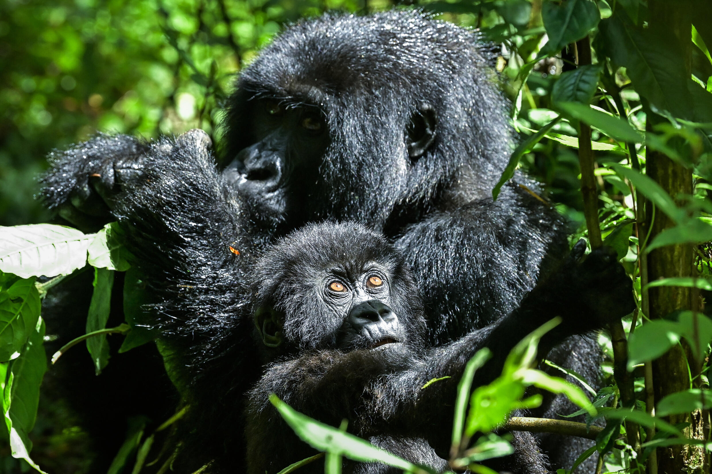 Too many gorillas? The great apes' hunt for space in Rwanda