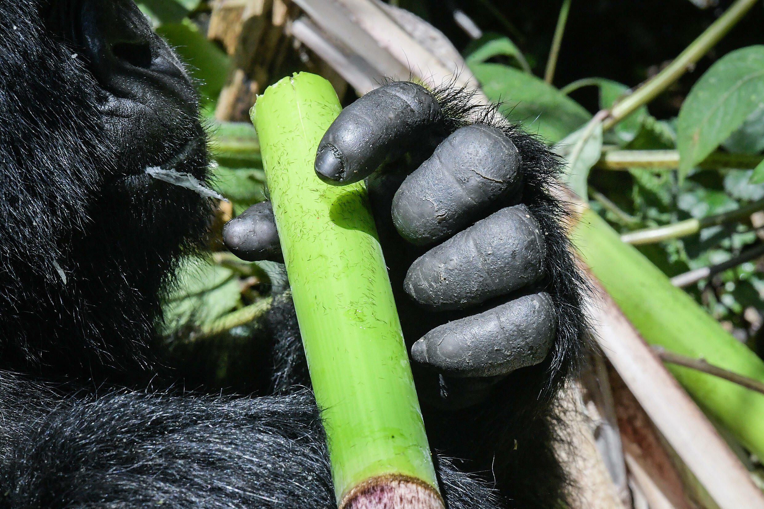 Too many gorillas? The great apes' hunt for space in Rwanda