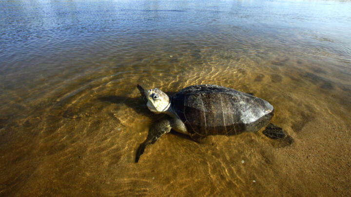 Nicaraguan army deployed to guard sea turtle nests