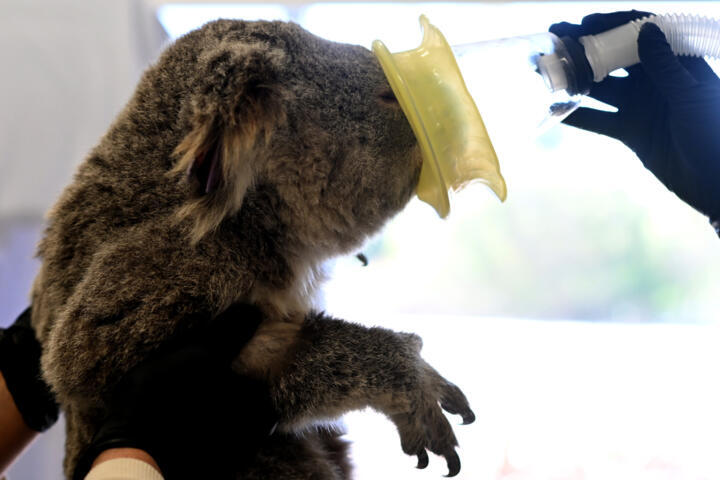 Cars, chlamydia threaten Australian koalas