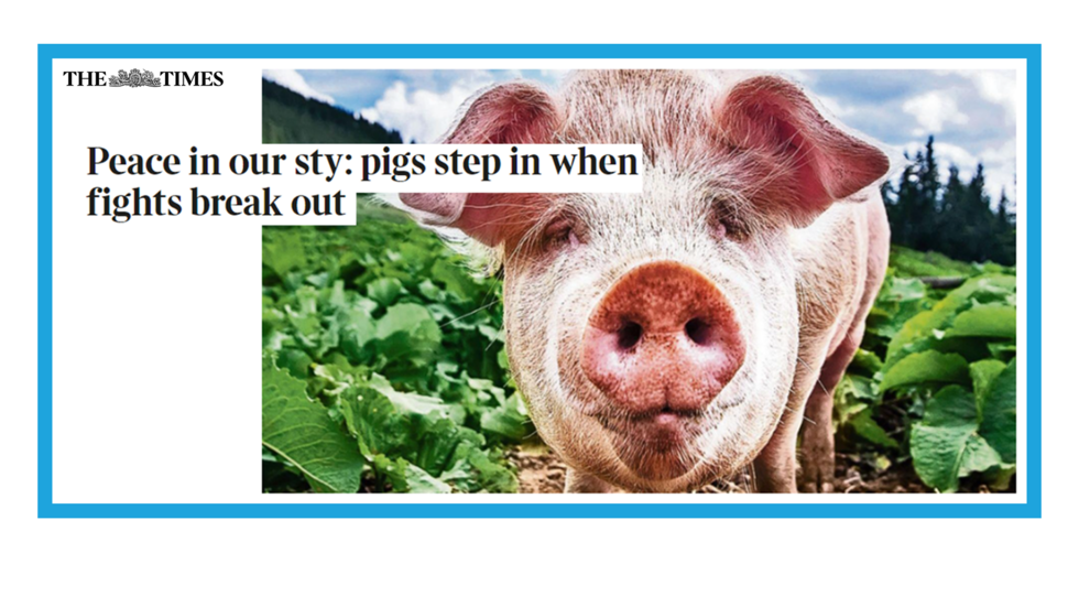 Pigs have complex conflict-resolution skills, according to new study ...