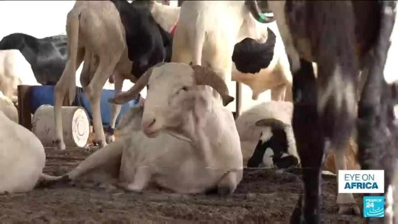 Senegal: price of sheep soar ahead of Tabaski - France 24