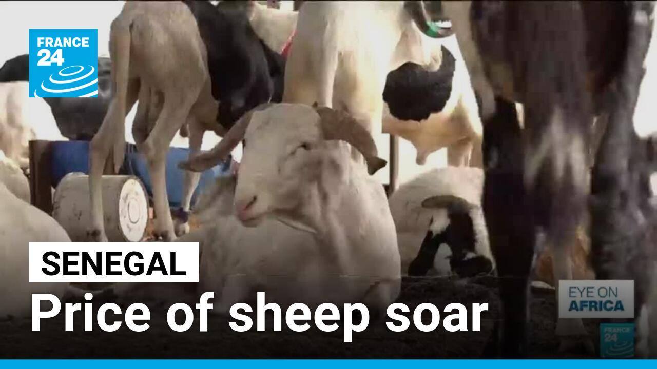 Senegal: price of sheep soar ahead of Tabaski - France 24