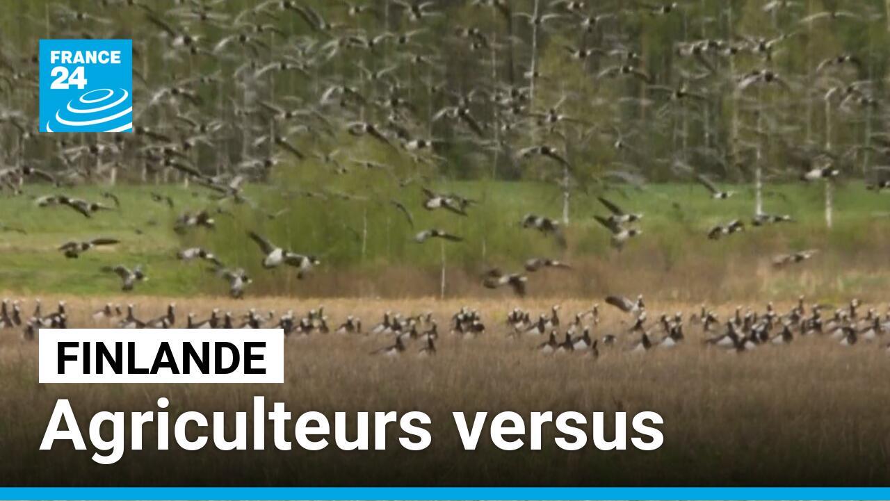 Agriculteurs versus oies sauvages : en Finlande, le réchauffement ...