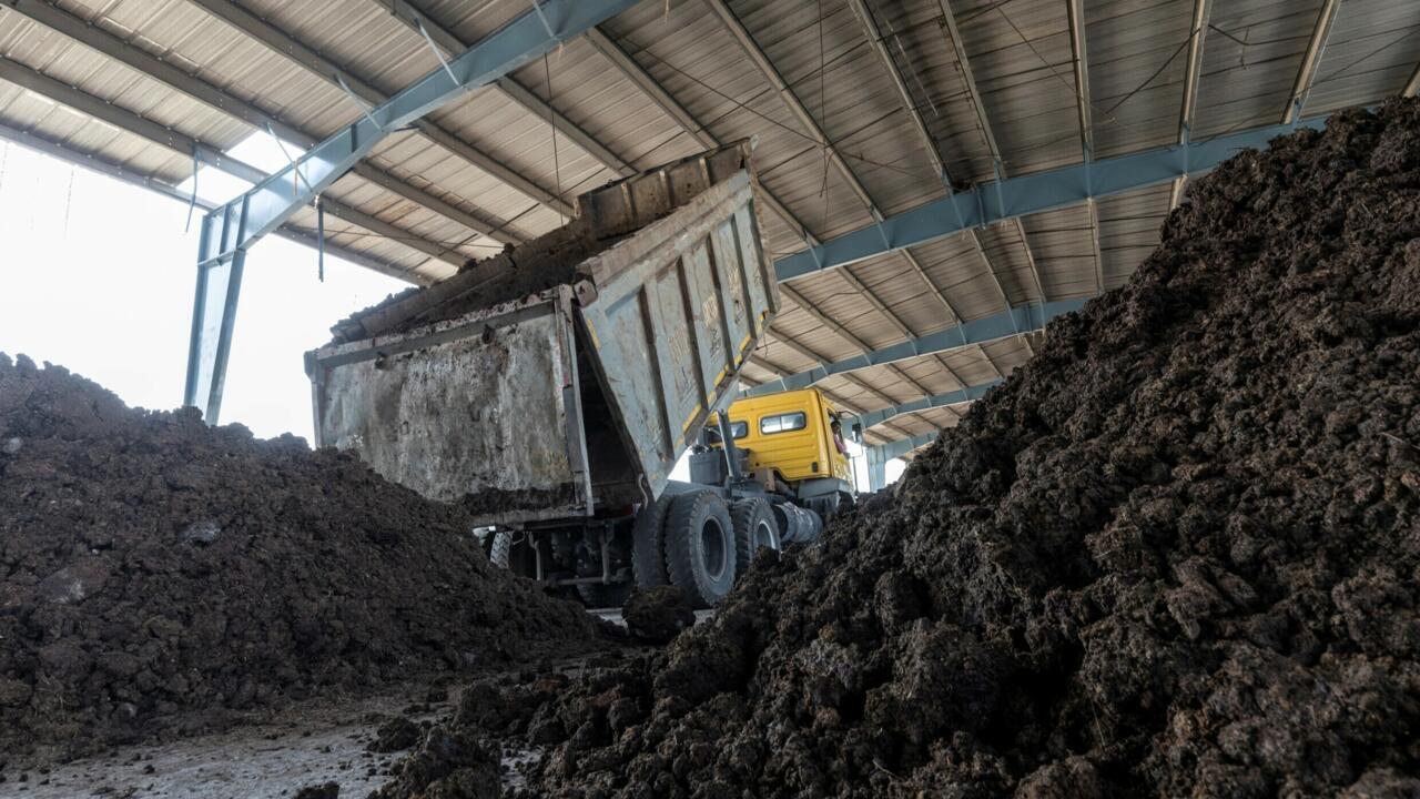 India bets on cow dung, a promising renewable energy source - Teller Report