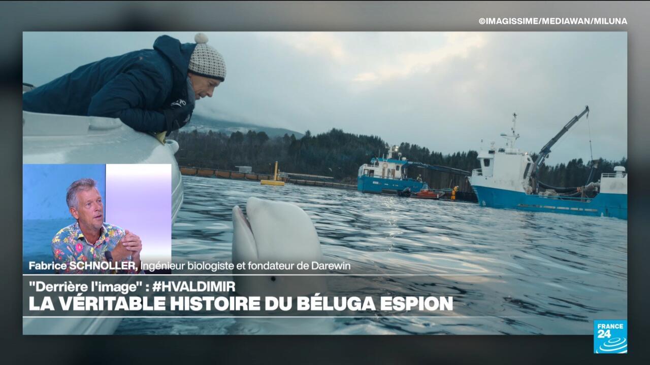 Hvaldimir, le "beluga-espion", aurait aidé à décrypter le langage des cétacés - Sciences
