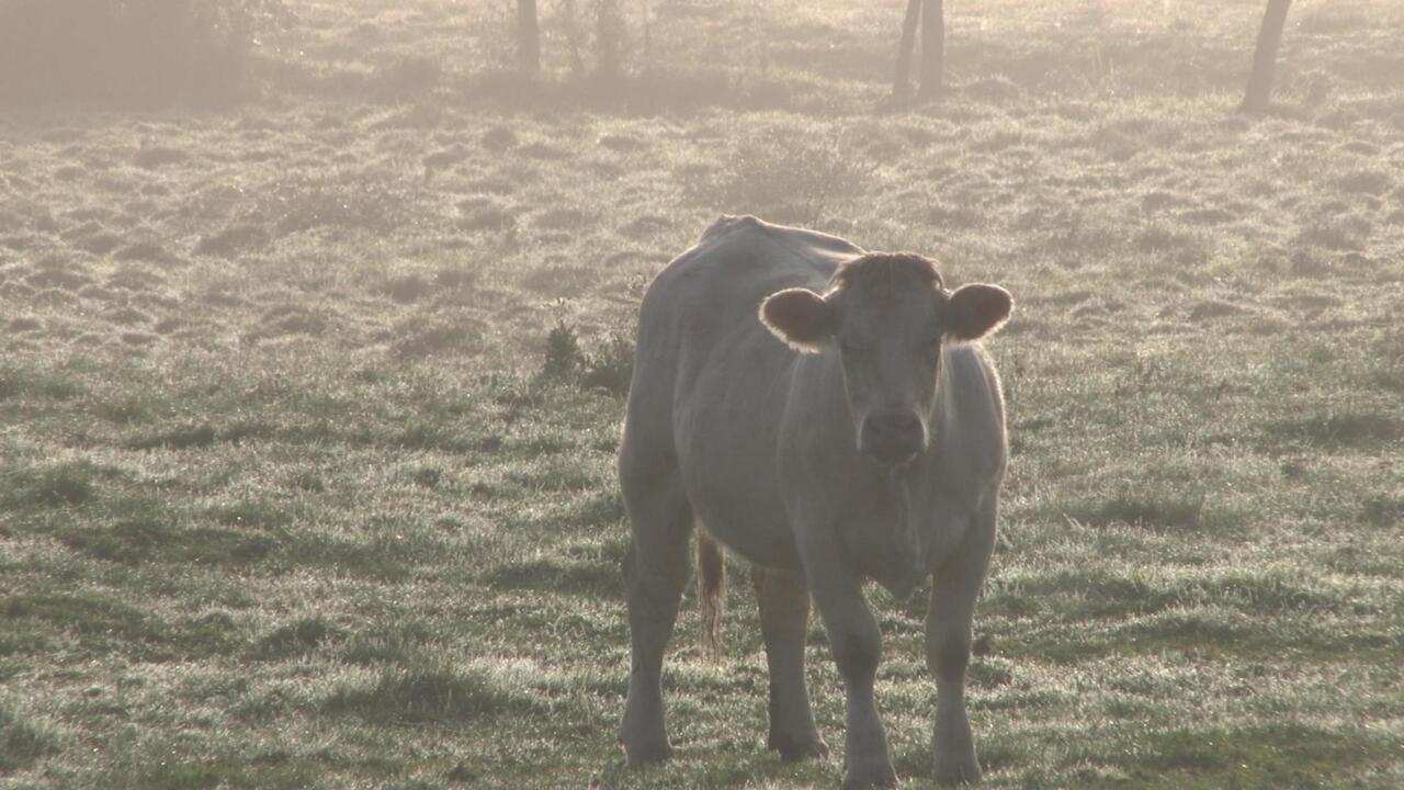 Humane slaughterhouses have a beef with industrial meat production - Focus