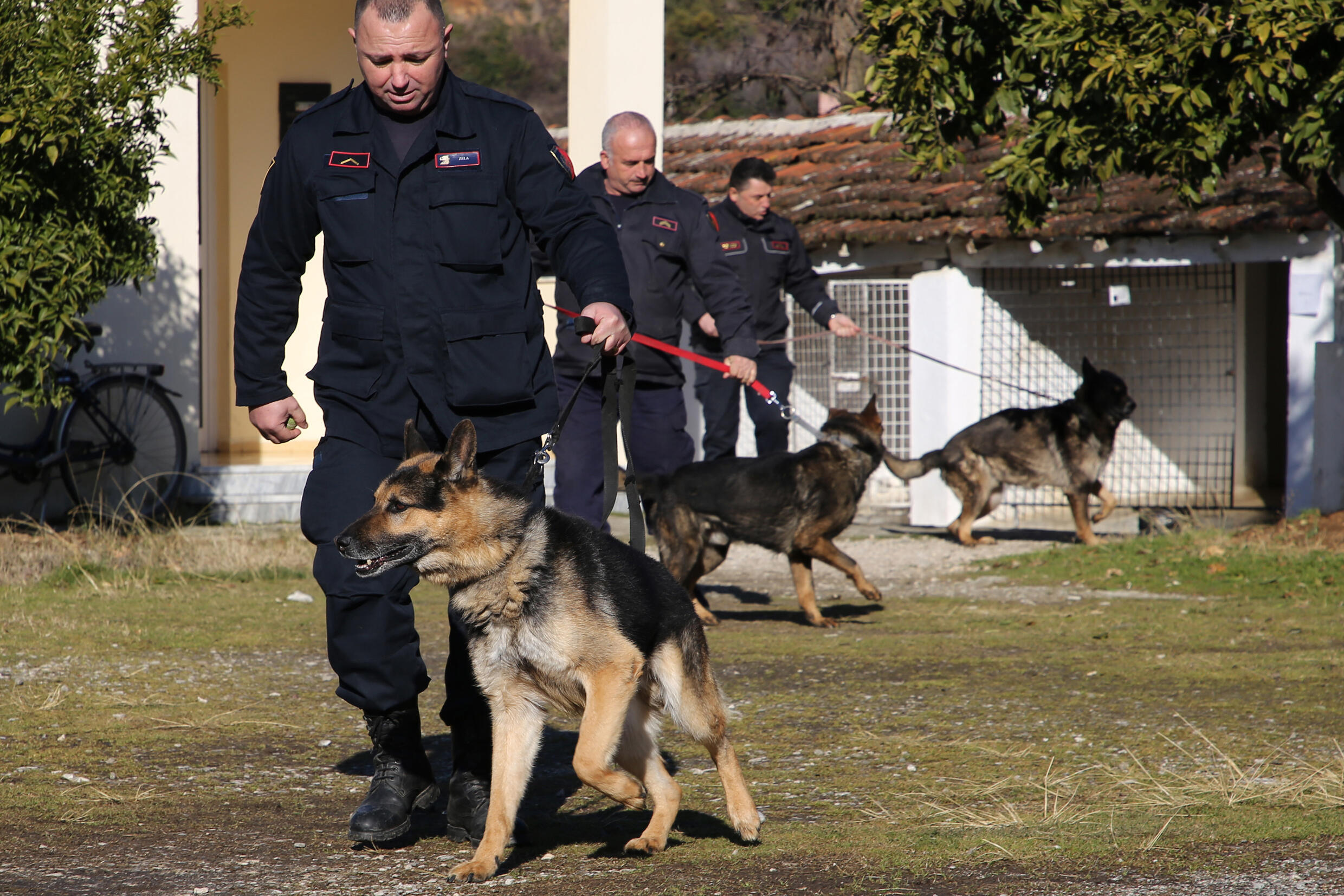 Settling Albania's 'hero' police dogs into retirement