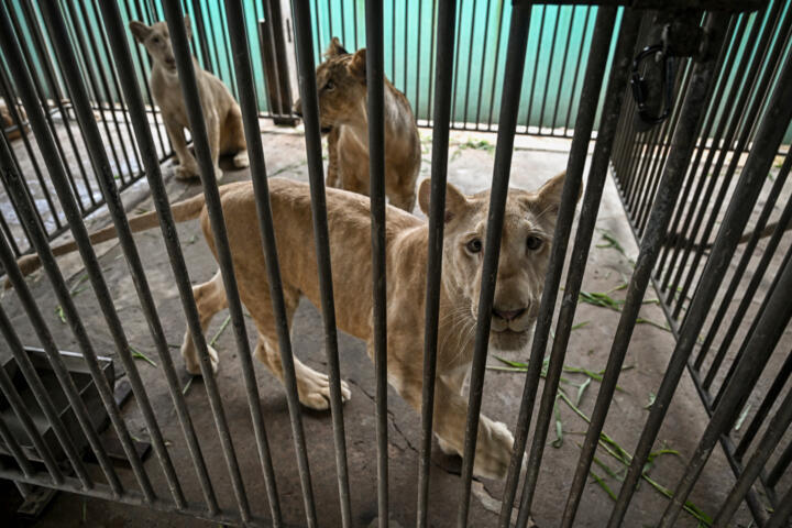 'Absolute madness': Thailand's pet lion problem