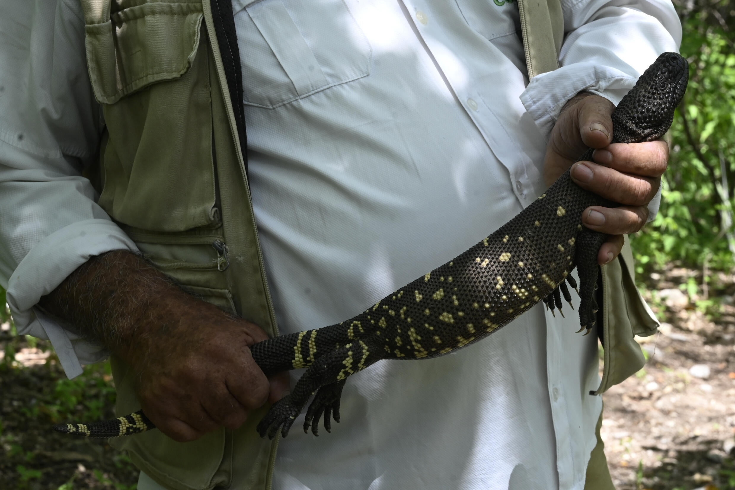 Saving Guatemala's poisonous 'Sleeping Child' lizard