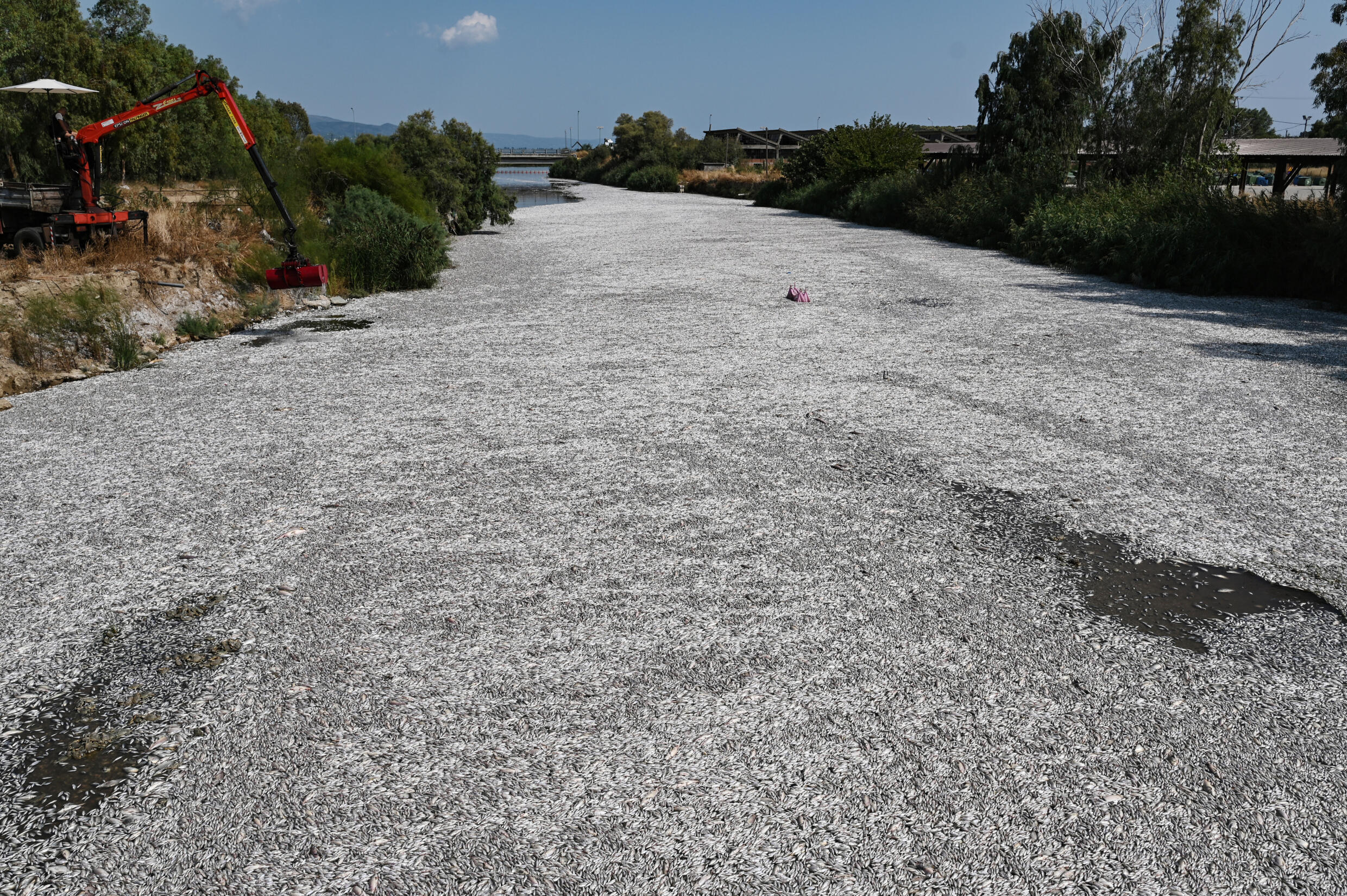 Greek port grapples with flood of dead fish