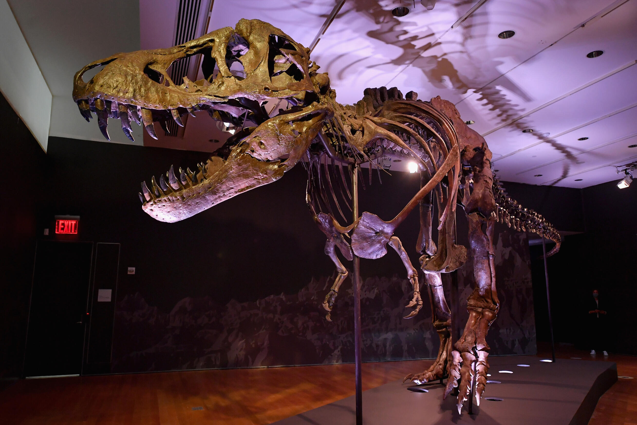 Christie's cancels controversial T-rex auction in Hong Kong