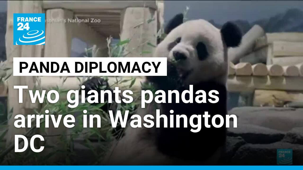 Panda diplomacy: Two giants pandas arrive in Washington DC - France 24