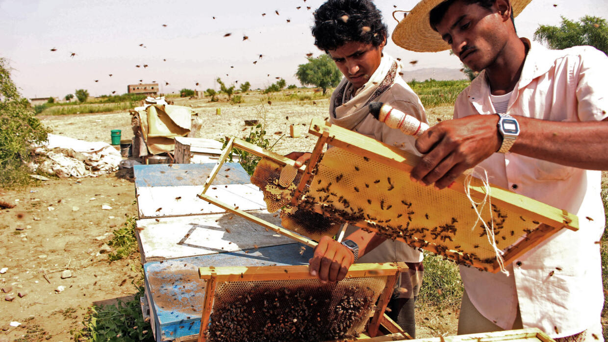 Tough times for Yemen honey trade as war drags on
