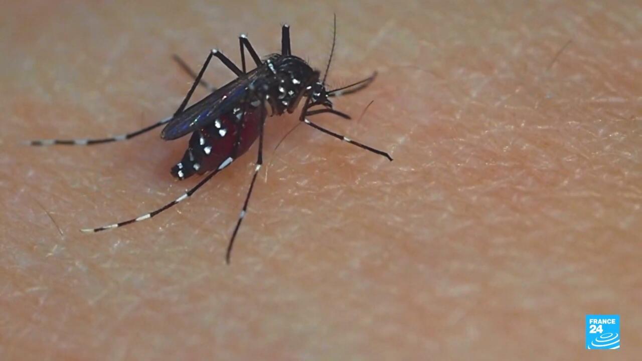 Record de cas de dengue en France - Élément Terre, le reportage