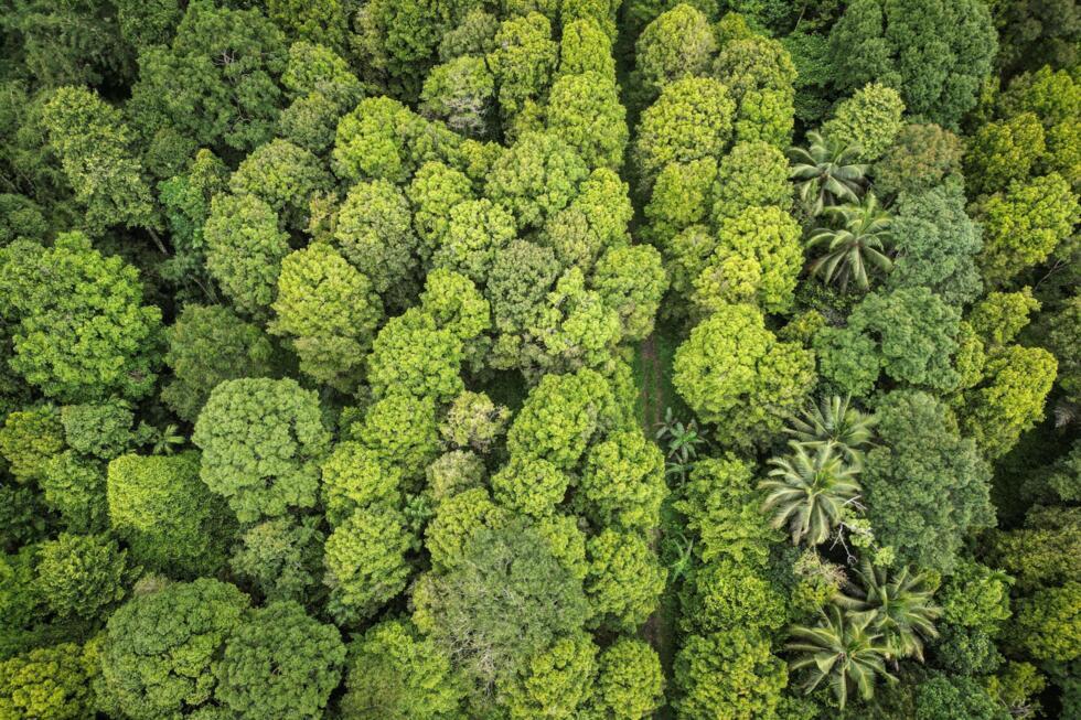 Climate change takes spice from Indonesia clove farms