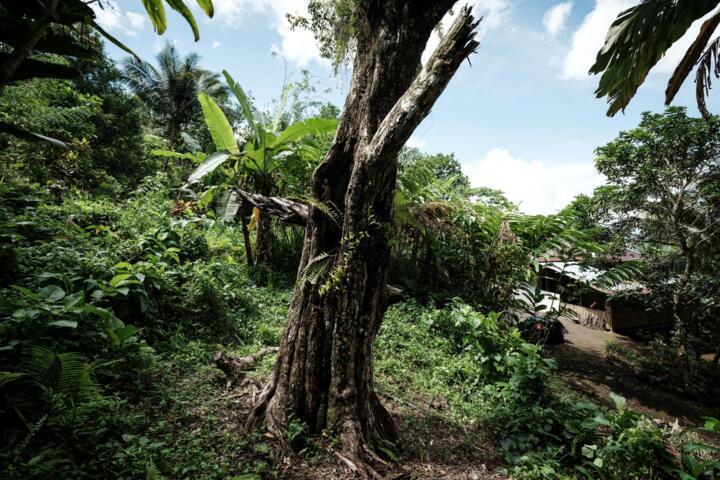 Climate change takes spice from Indonesia clove farms