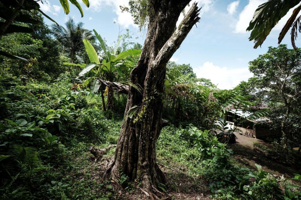 Climate change takes spice from Indonesia clove farms