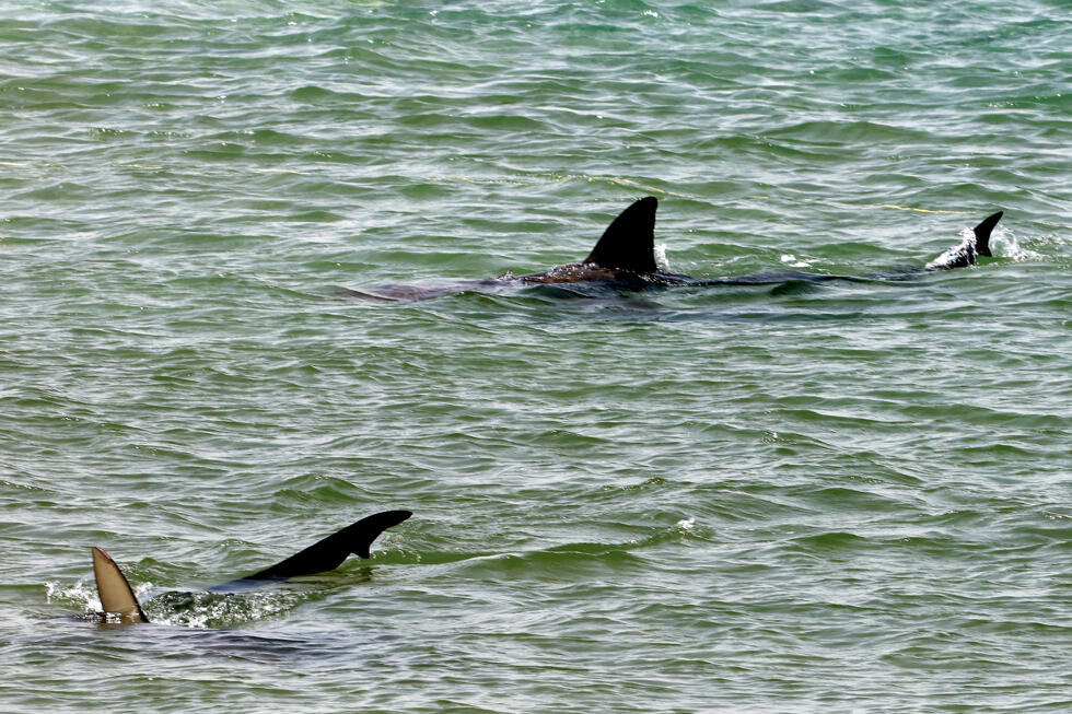 Man missing after reported shark attack off Israel's coast