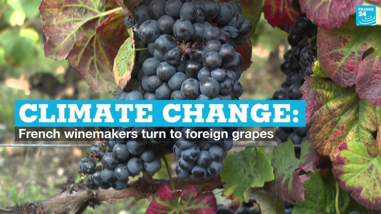 Climate change: French winemakers turn to foreign grapes - France 24