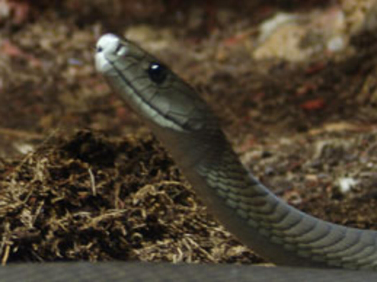 Venin De Mamba Noir Quel Est Le Serpent Le Plus Venimeux Du Monde