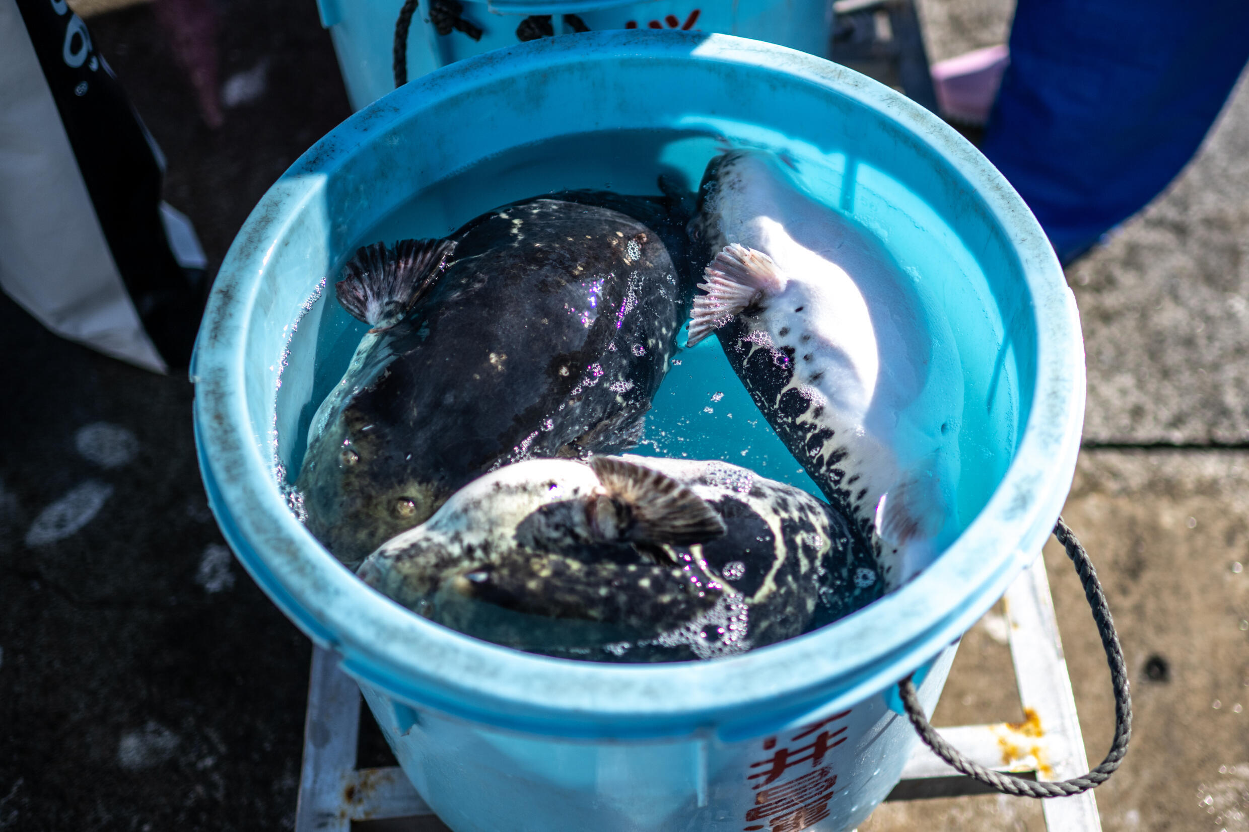 Le fugu, poisson de l'espoir pour les pêcheurs de Fukushima