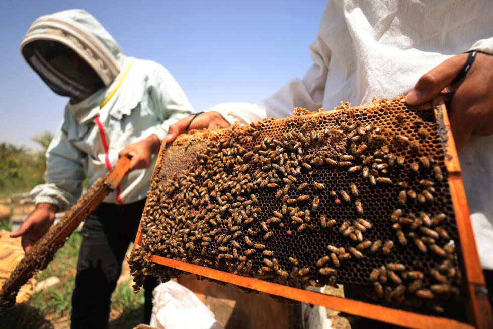 Iraq honey production at the mercy of heat and drought