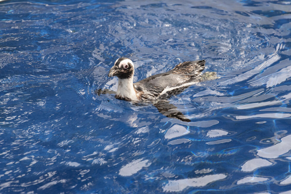 'Critically endangered' African penguins just want peace and food